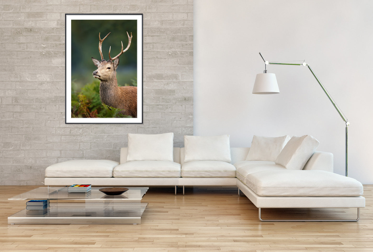 Young Red Deer Buck - Gallery Frames – Art Print On Demand